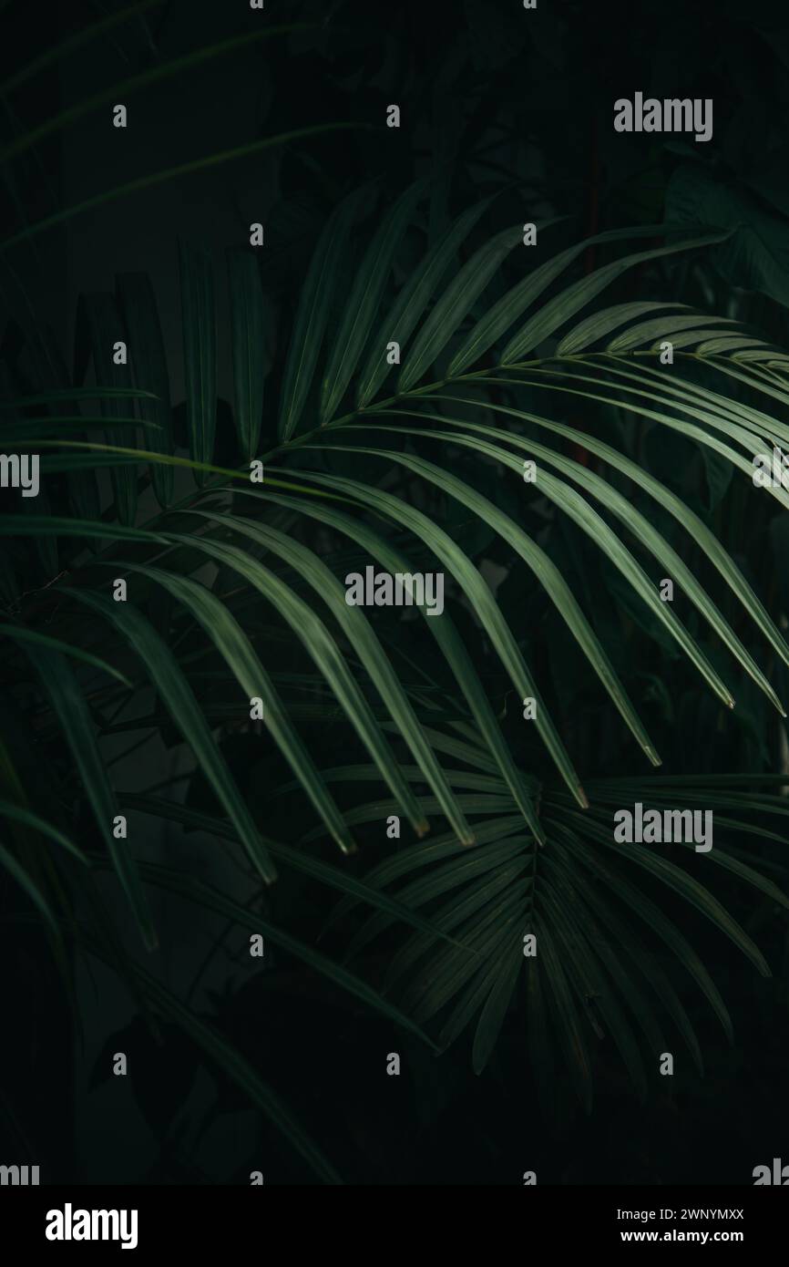 Green summer tropical leaves hi-res stock photography and images - Alamy