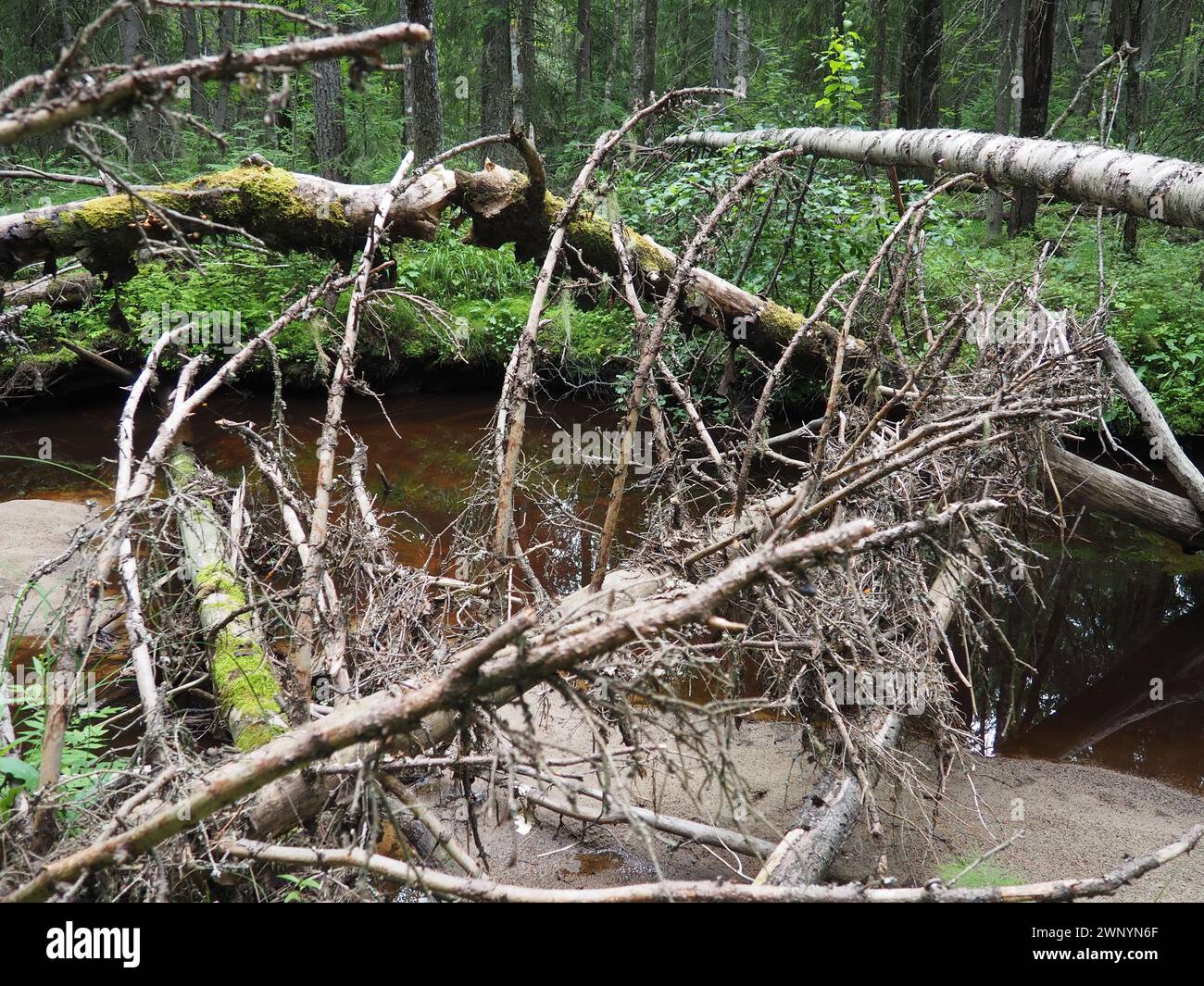 Taiga biome dominated by coniferous forests. Picea spruce, genus of ...