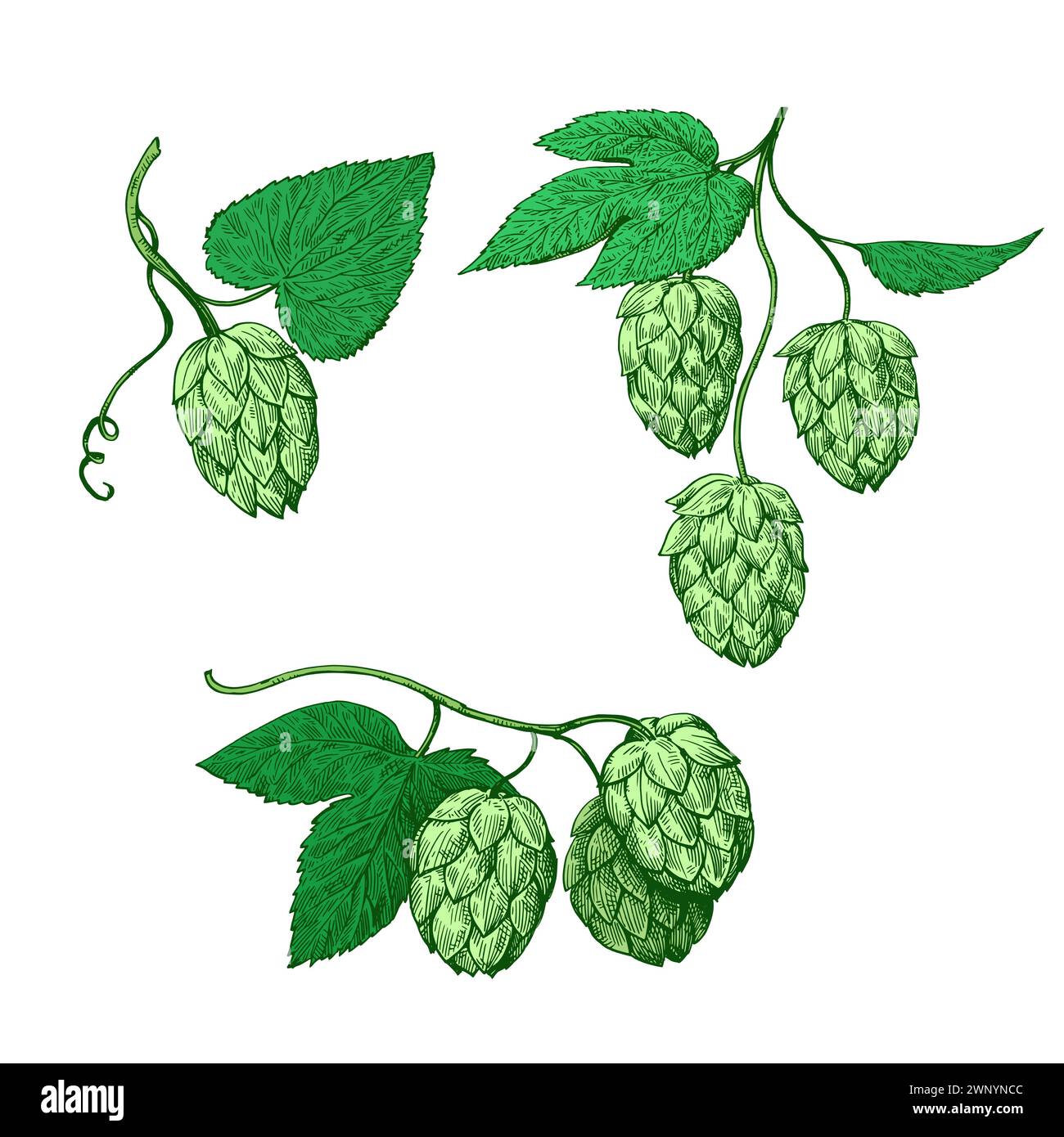 Green hop cones vector illustration in engraving style Stock Vector ...