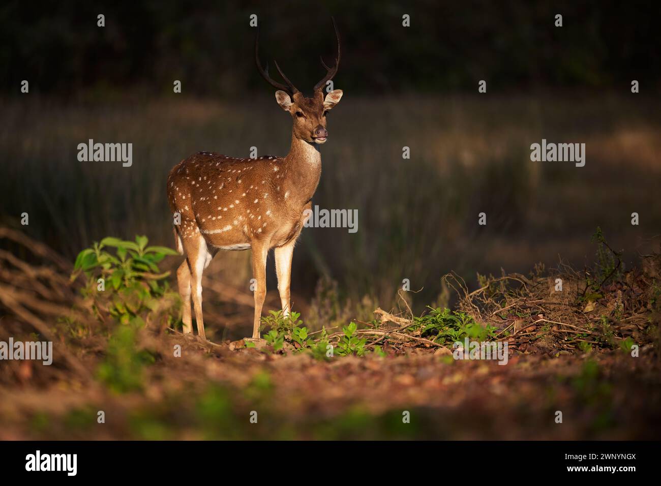 Spotted deer axis in nature hi-res stock photography and images - Alamy