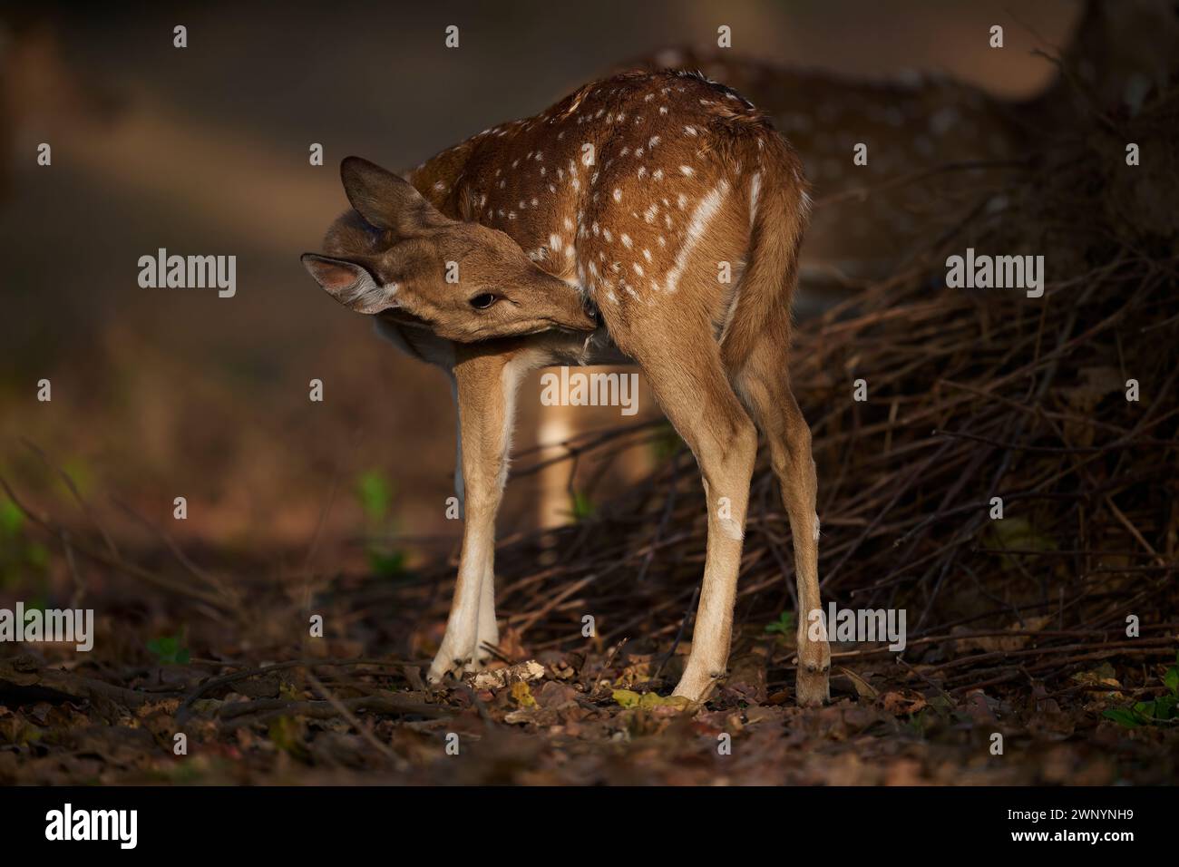 Baby deer in forest hi-res stock photography and images - Alamy