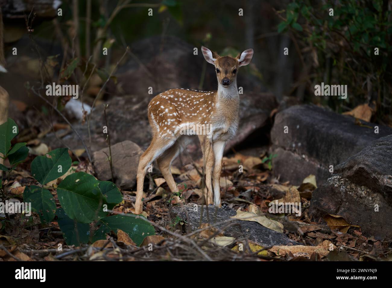 Indian forest wildlife hi-res stock photography and images - Alamy
