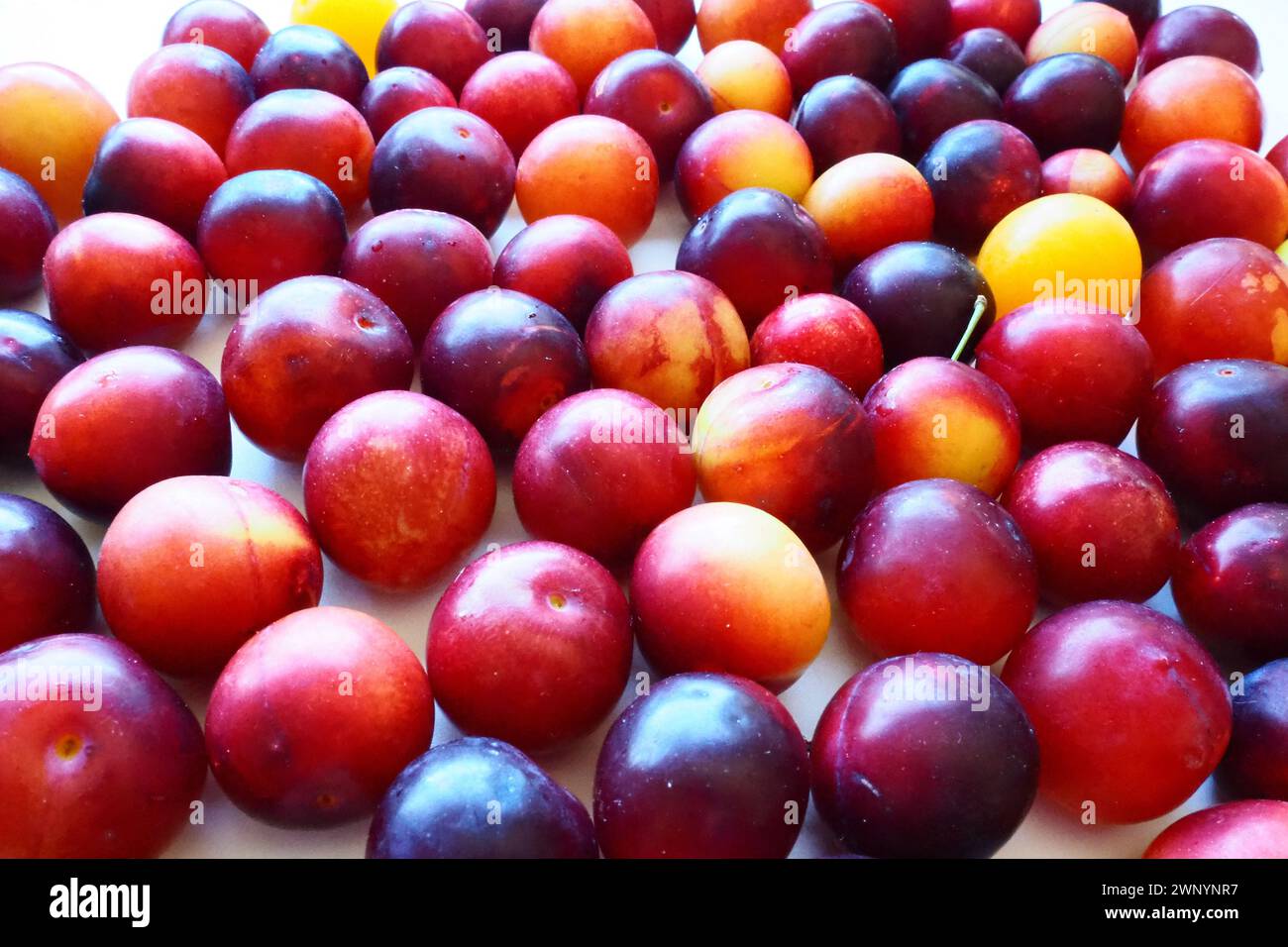 Prunus cerasifera ehrh hi-res stock photography and images - Alamy