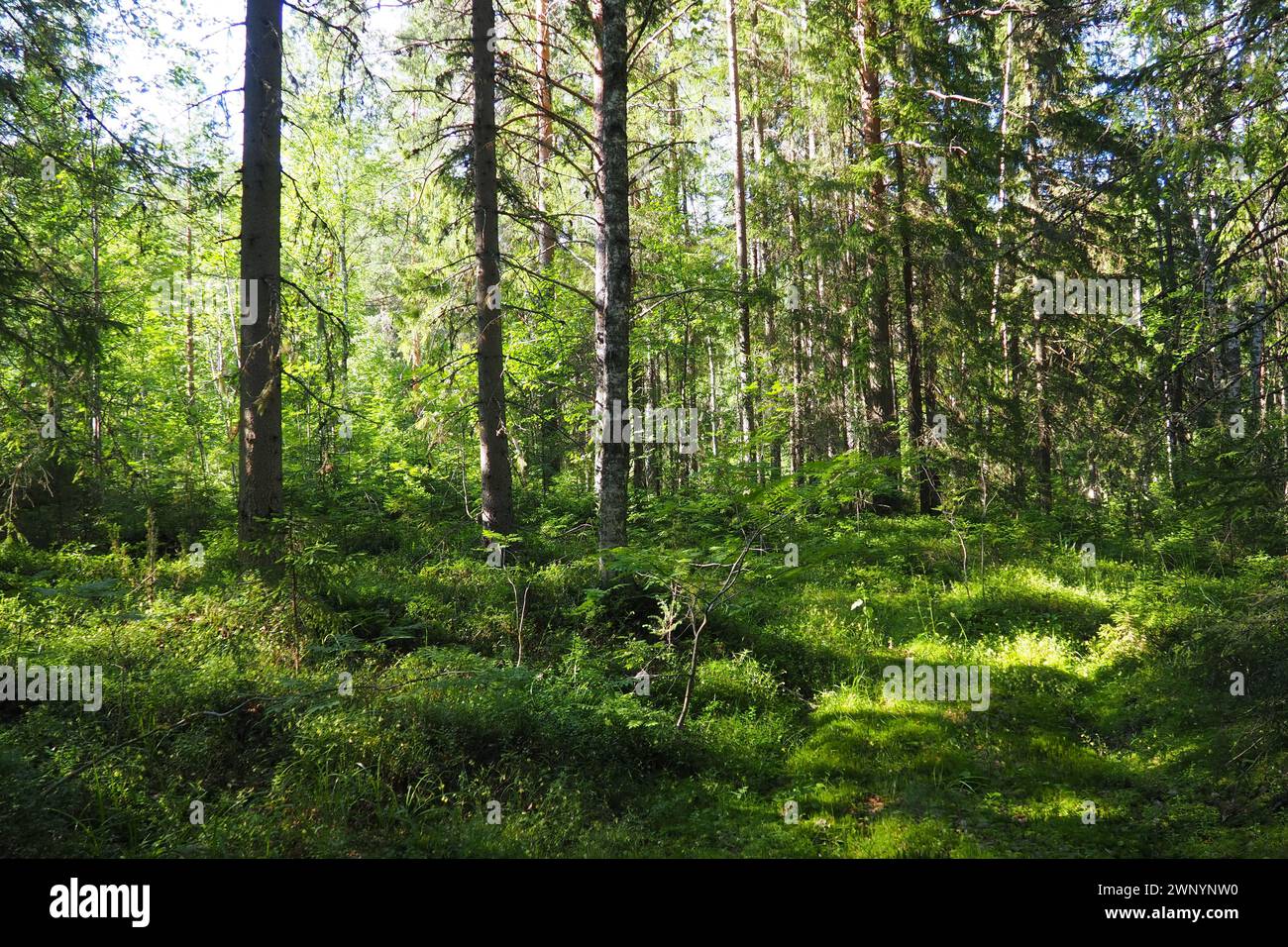 Taiga biome dominated by coniferous forests. Picea spruce, genus of ...