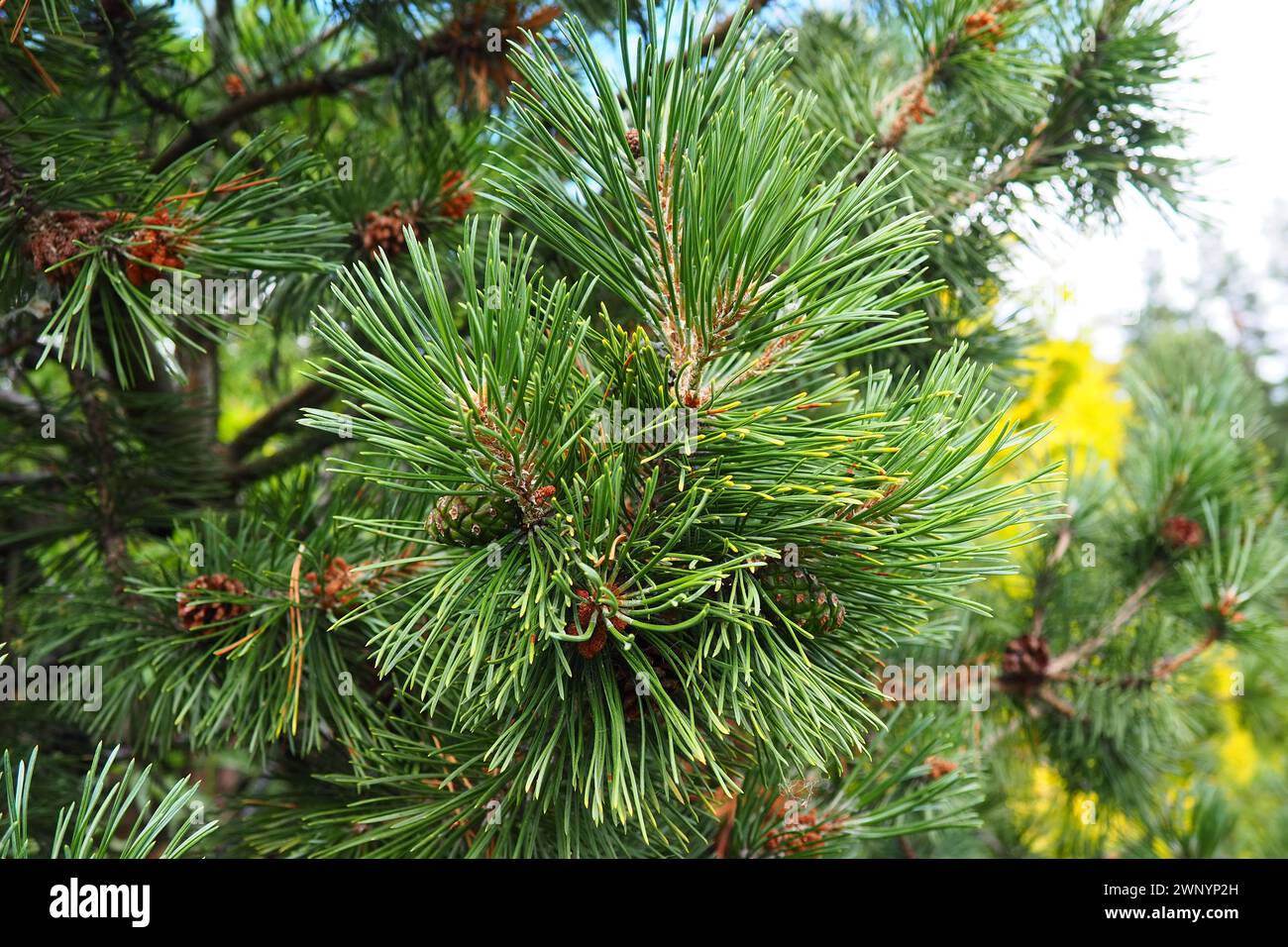 Pine branches at the golden hour in the evening. Pinus pine, a genus of ...