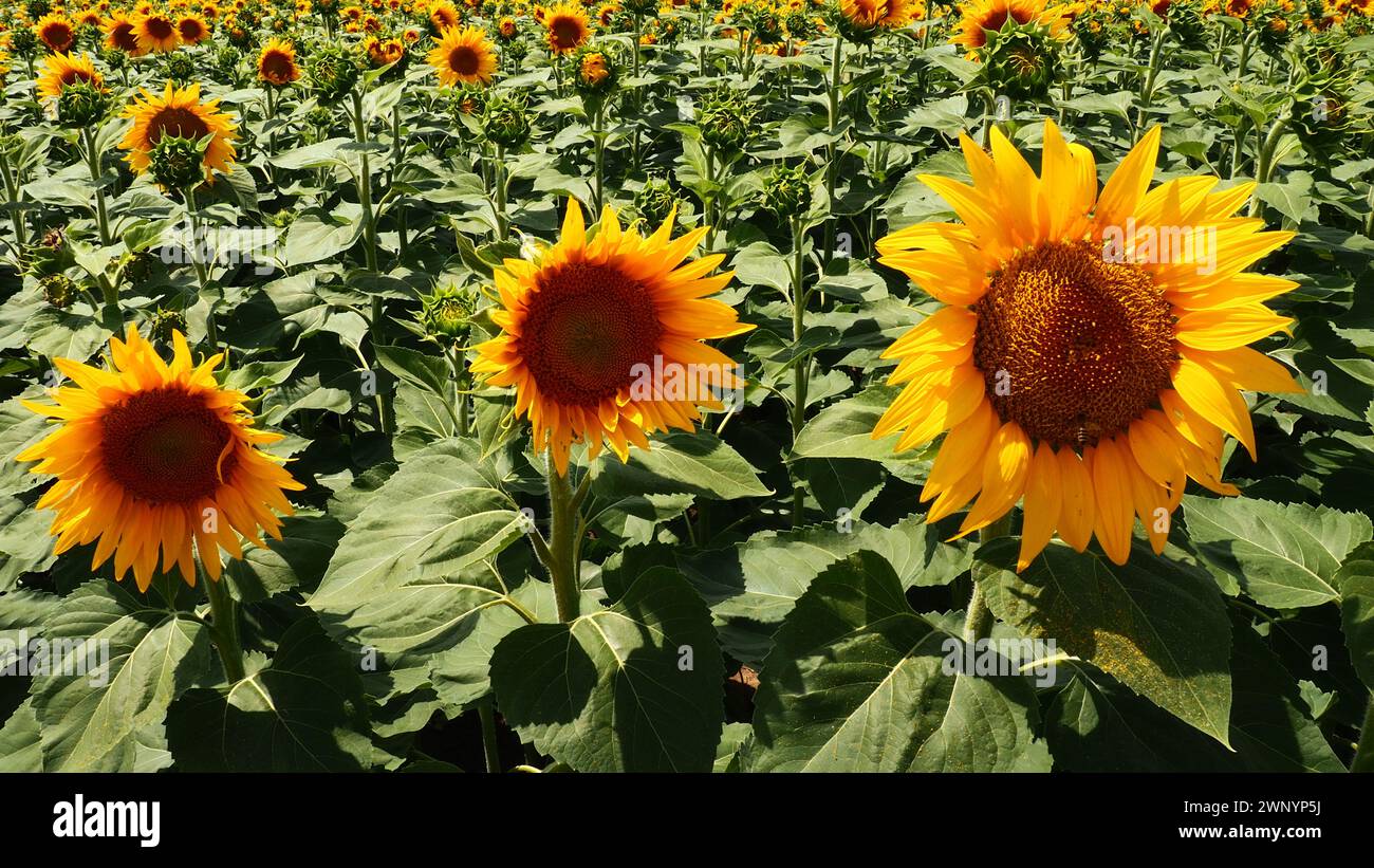 Agricultural sunflowers field. The Helianthus sunflower is a genus of ...