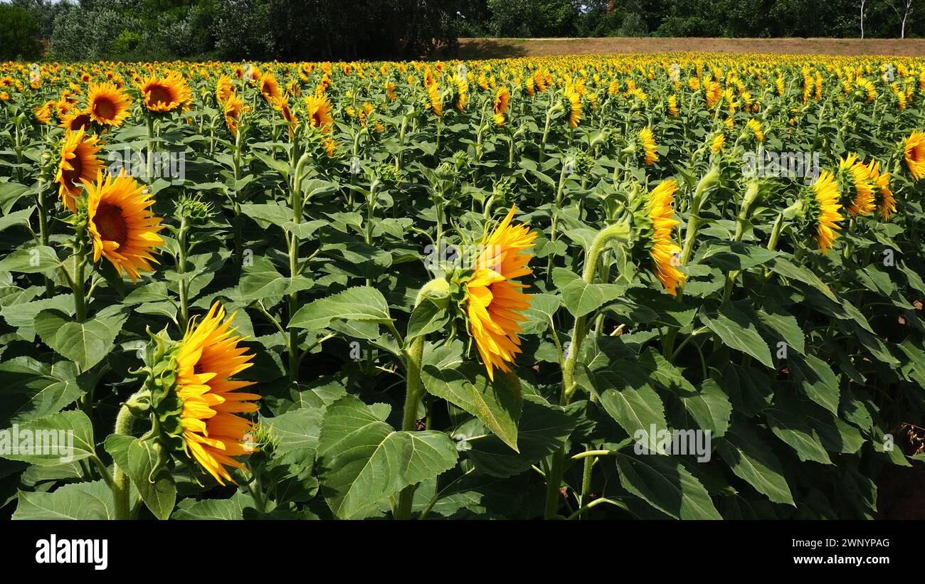 Agricultural sunflowers field. The Helianthus sunflower is a genus of plants in the Asteraceae ...