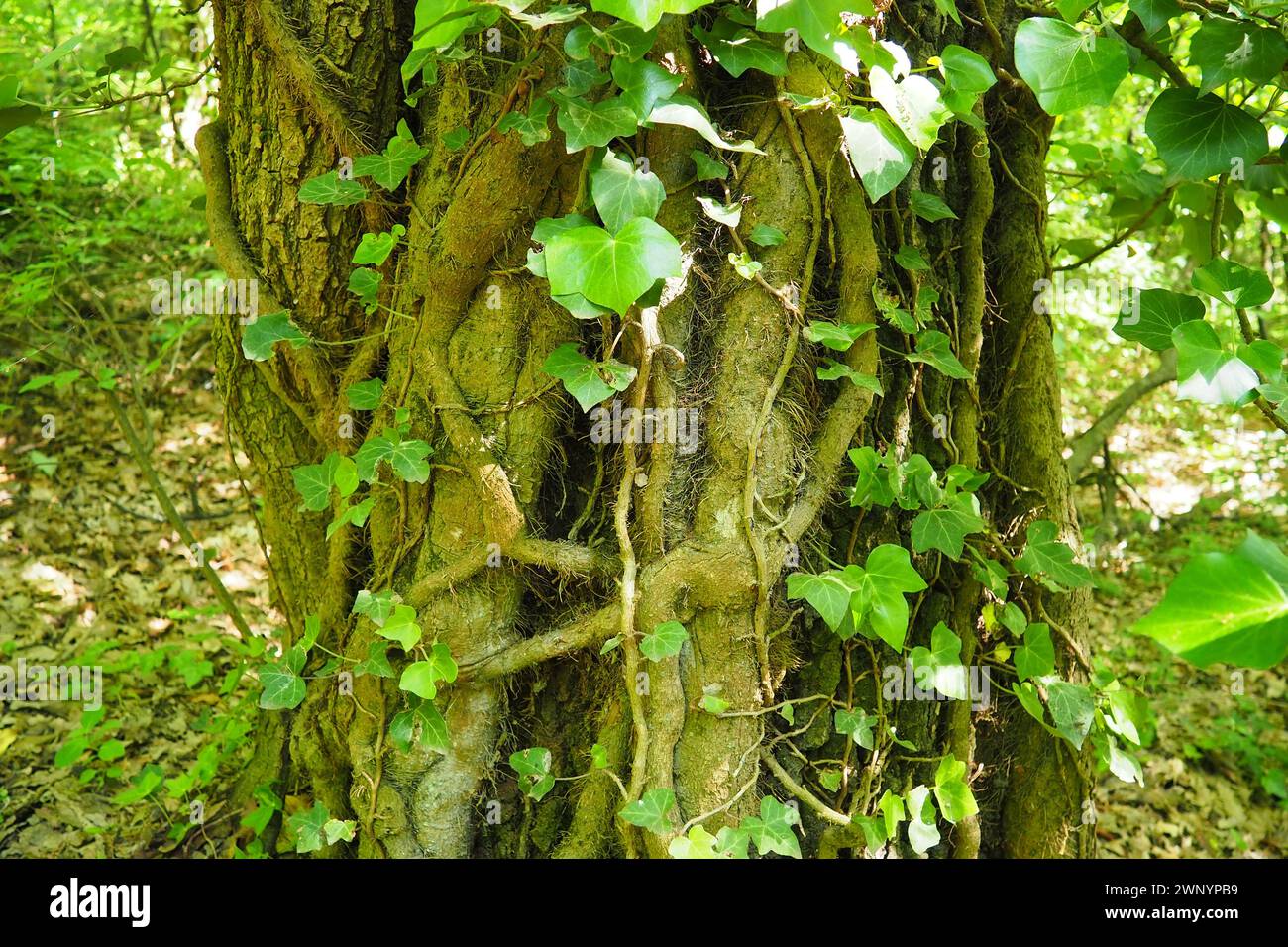 Creepers on tree branches in a European forest. Serbia, Fruska Gora ...