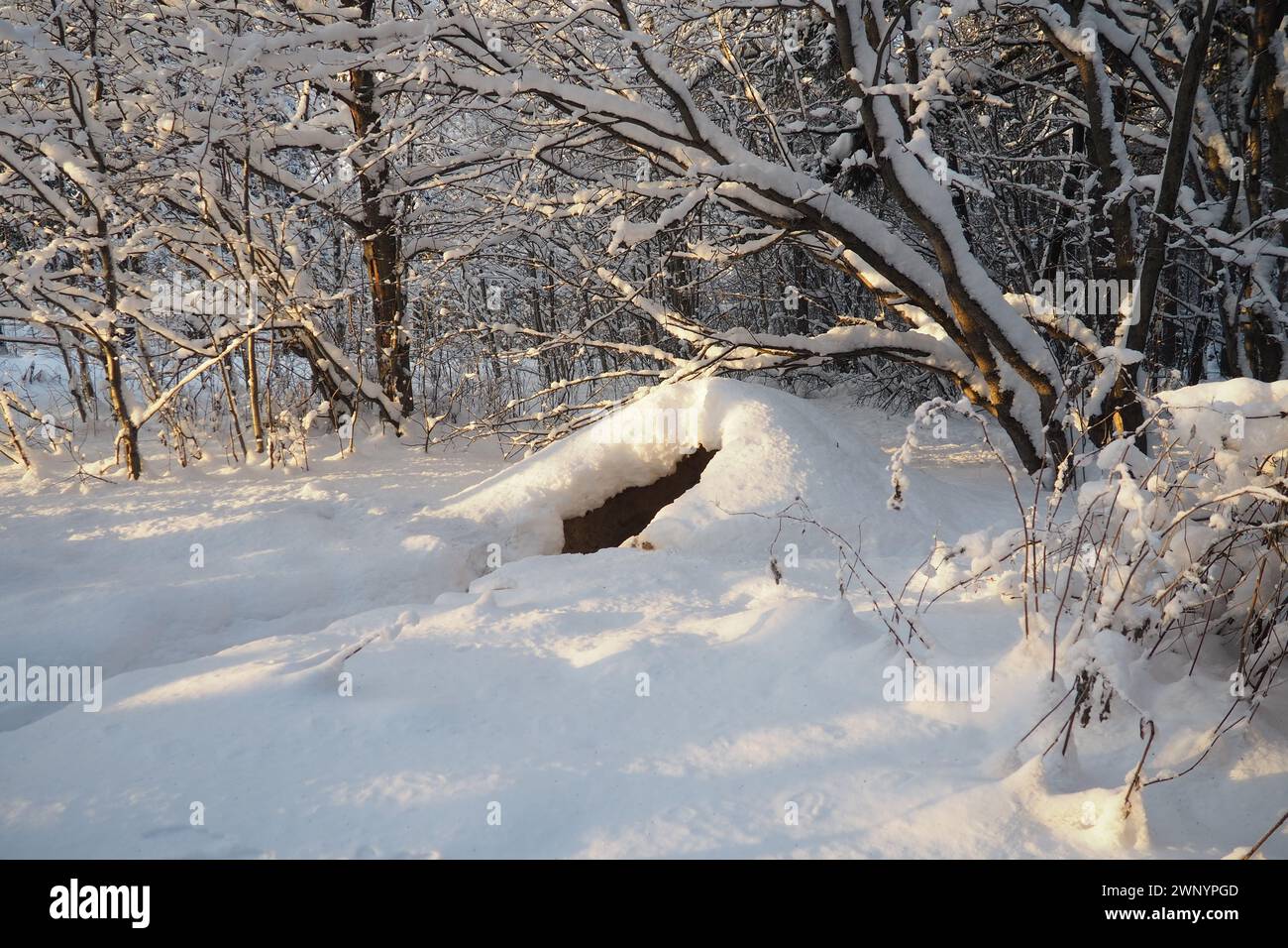A burrow is an underground tunnel with one or more exits, dug by ...