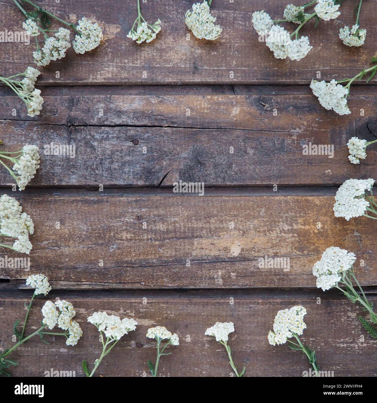 White wildflowers are arranged in a circle on a wooden table background ...