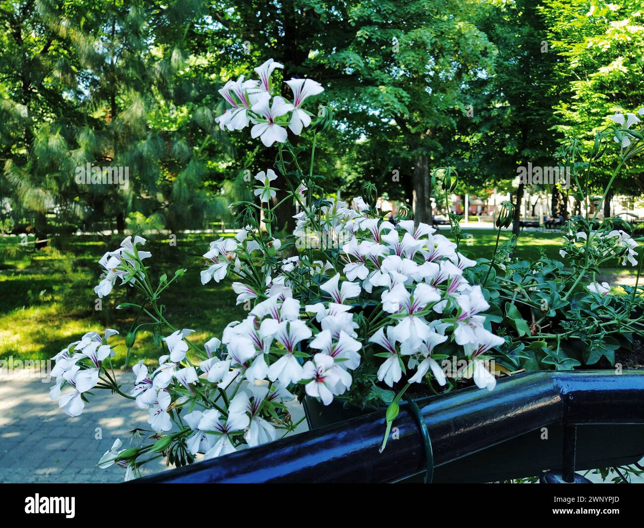 Pelargonium is a genus of plants in the family Geraniumaceae. White ivy ...