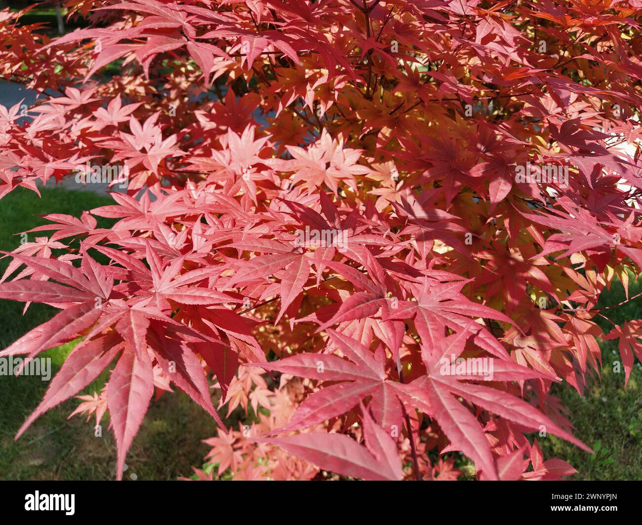 Maple palmate, or Maple palmate Acer palmatum. A species of trees of ...
