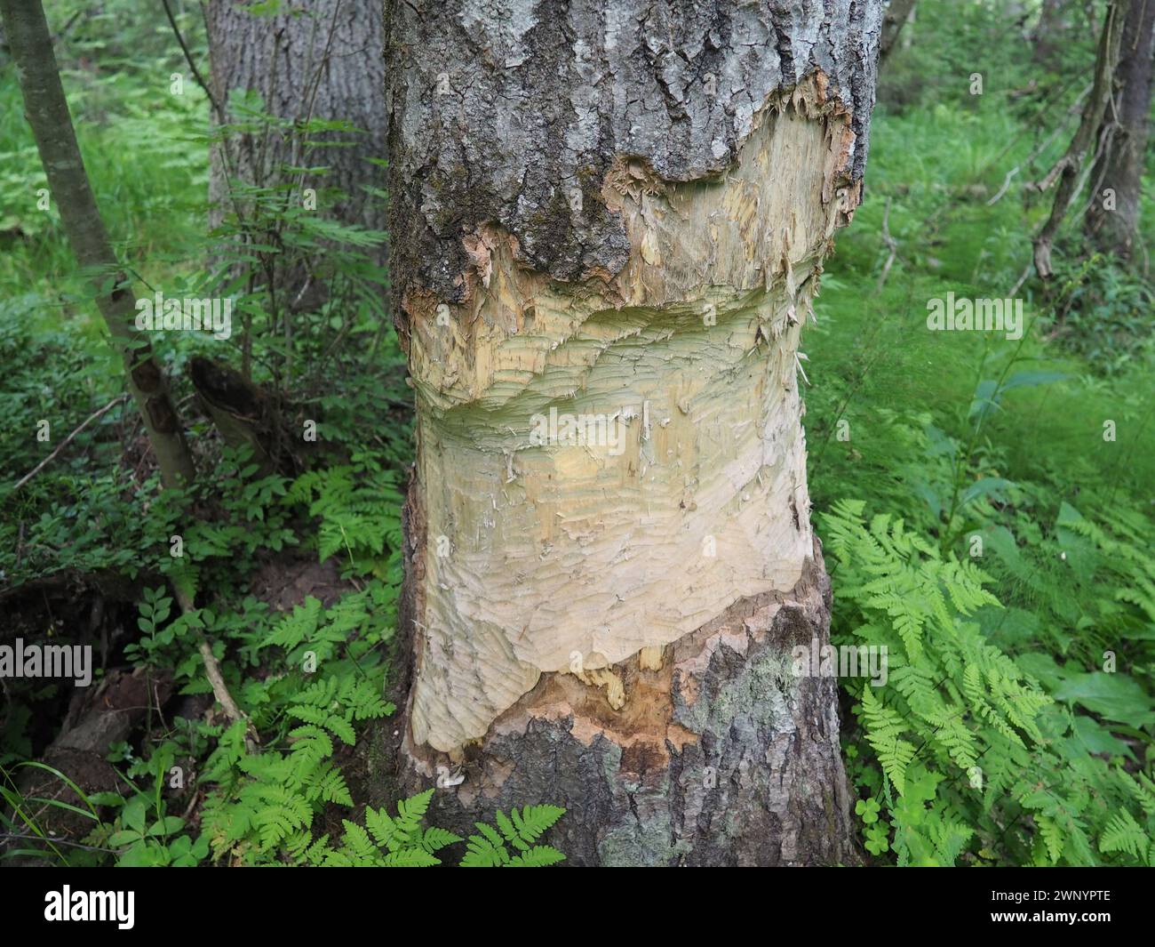 A tree gnawed by a beaver. Damaged bark and wood. The work of a beaver ...