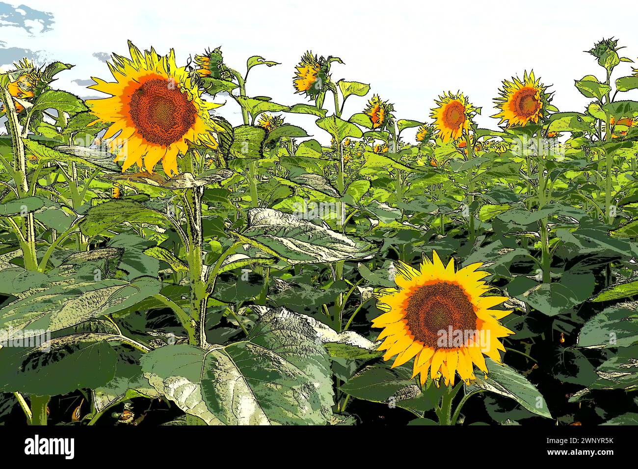 The Helianthus sunflower is a genus of plants in the Asteraceae family ...