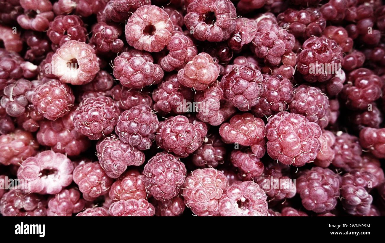 Raspberry background. Large, red, fresh, first-class berries of garden ...