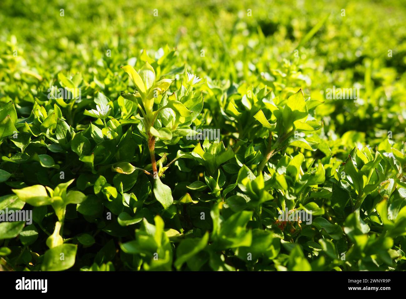 Stellaria media is a species of plant in the genus Stellaria of the ...