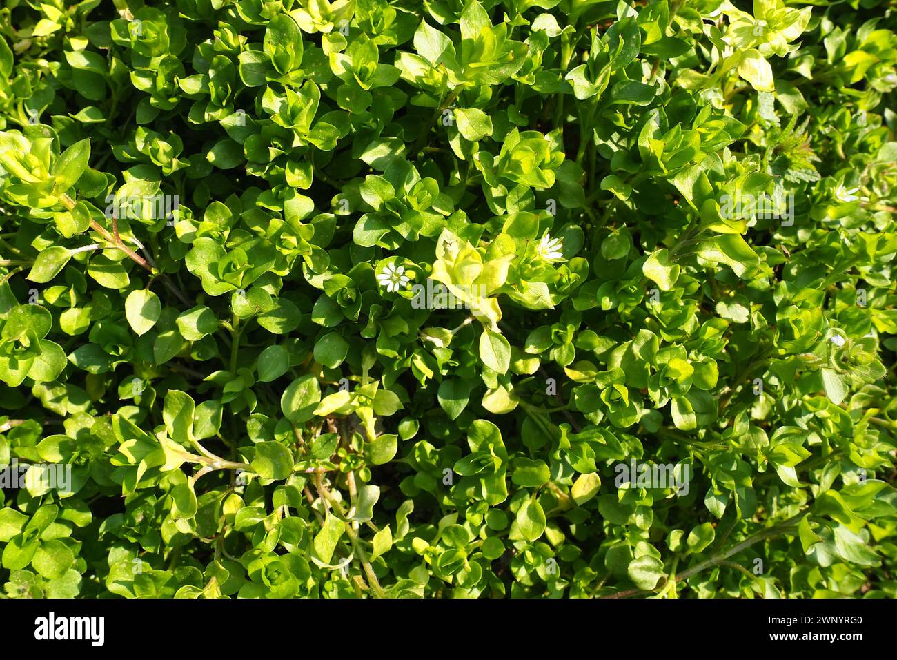 Stellaria media is a species of plant in the genus Stellaria of the ...