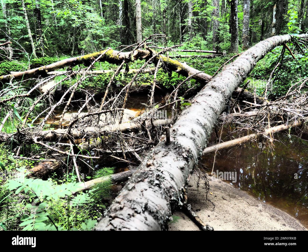 Taiga biome dominated by coniferous forests. Picea spruce, genus of ...
