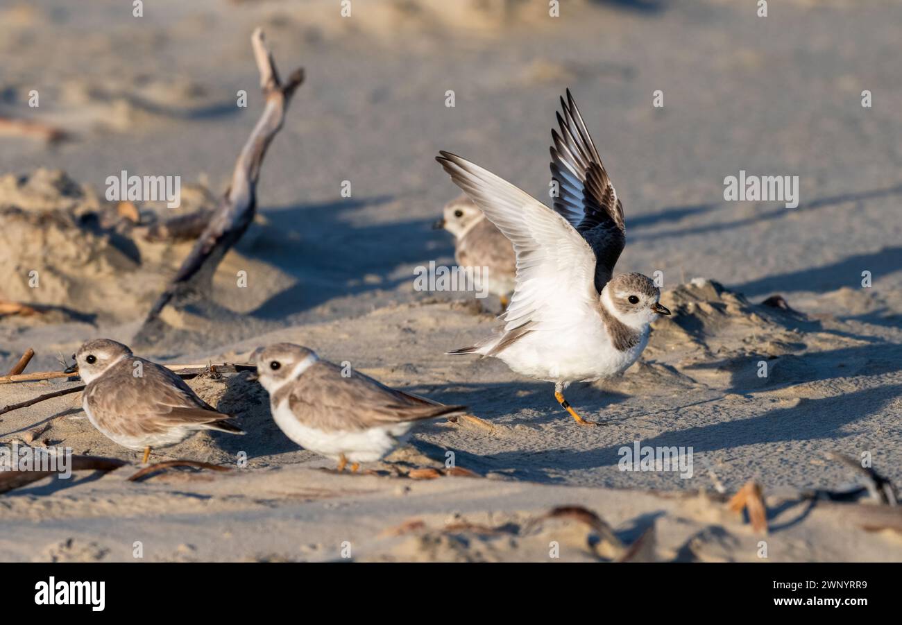 The flock of piping plovers (Charadrius melodus) getting rest at the ...
