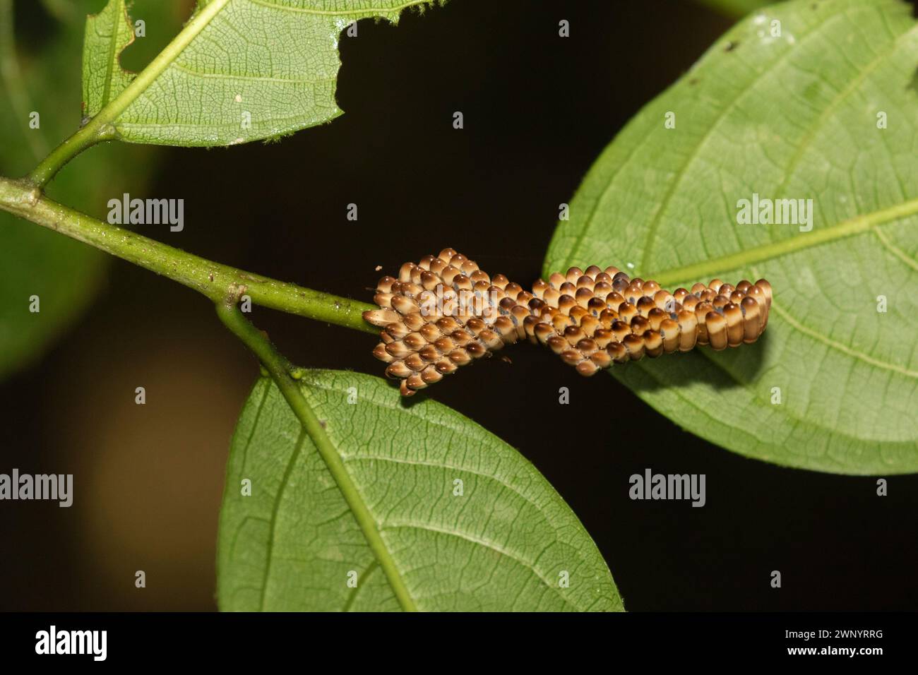 Butterfly eggs leaf hi-res stock photography and images - Alamy