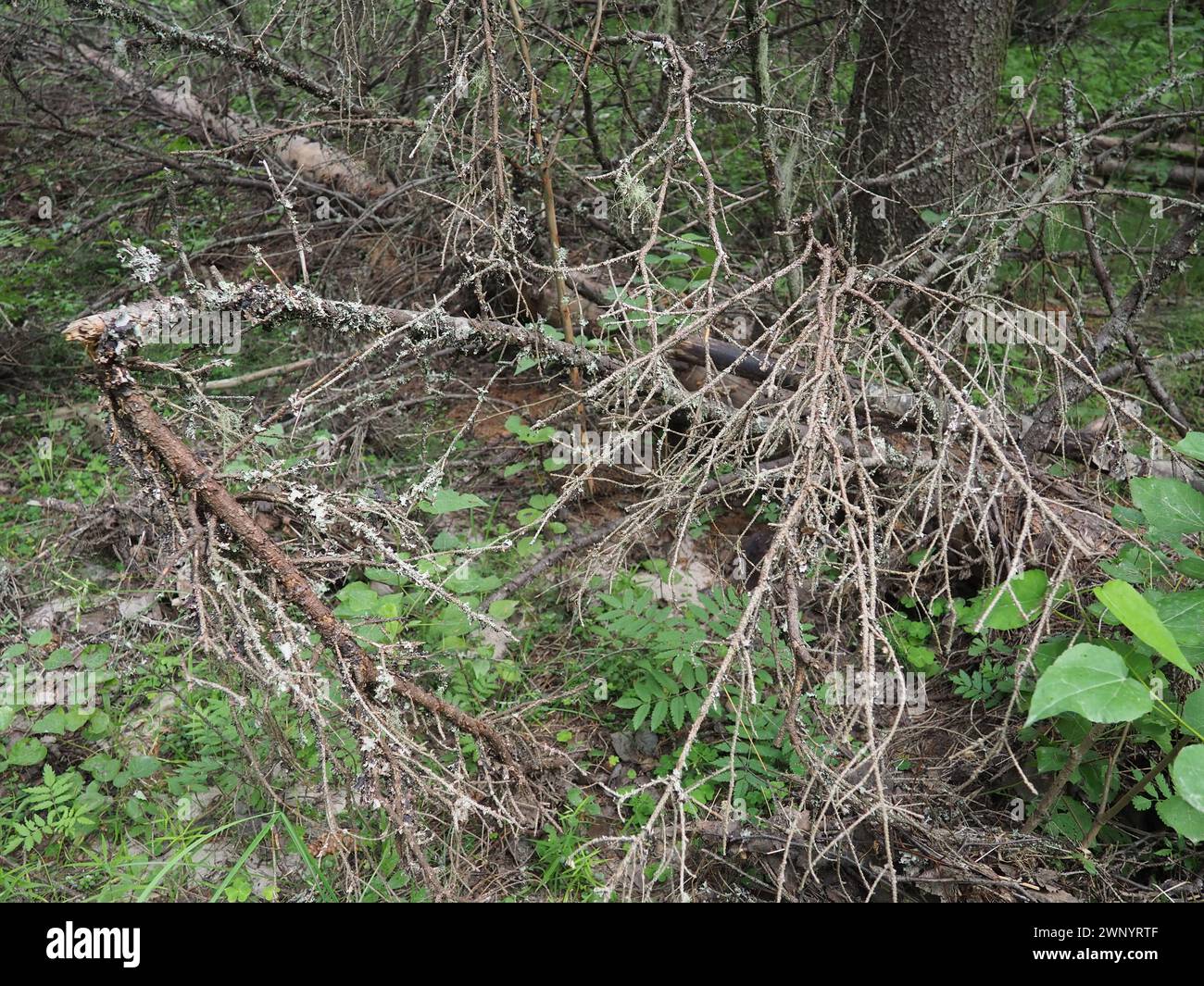 Taiga biome dominated by coniferous forests. Picea spruce, genus of ...