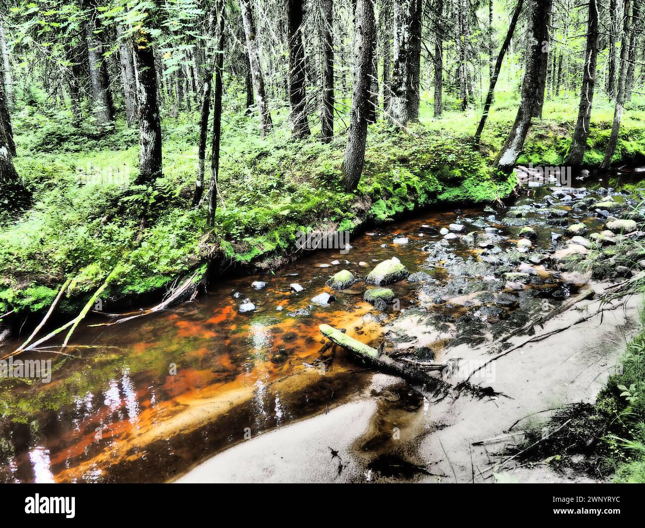 Taiga biome dominated by coniferous forests. Picea spruce, coniferous ...