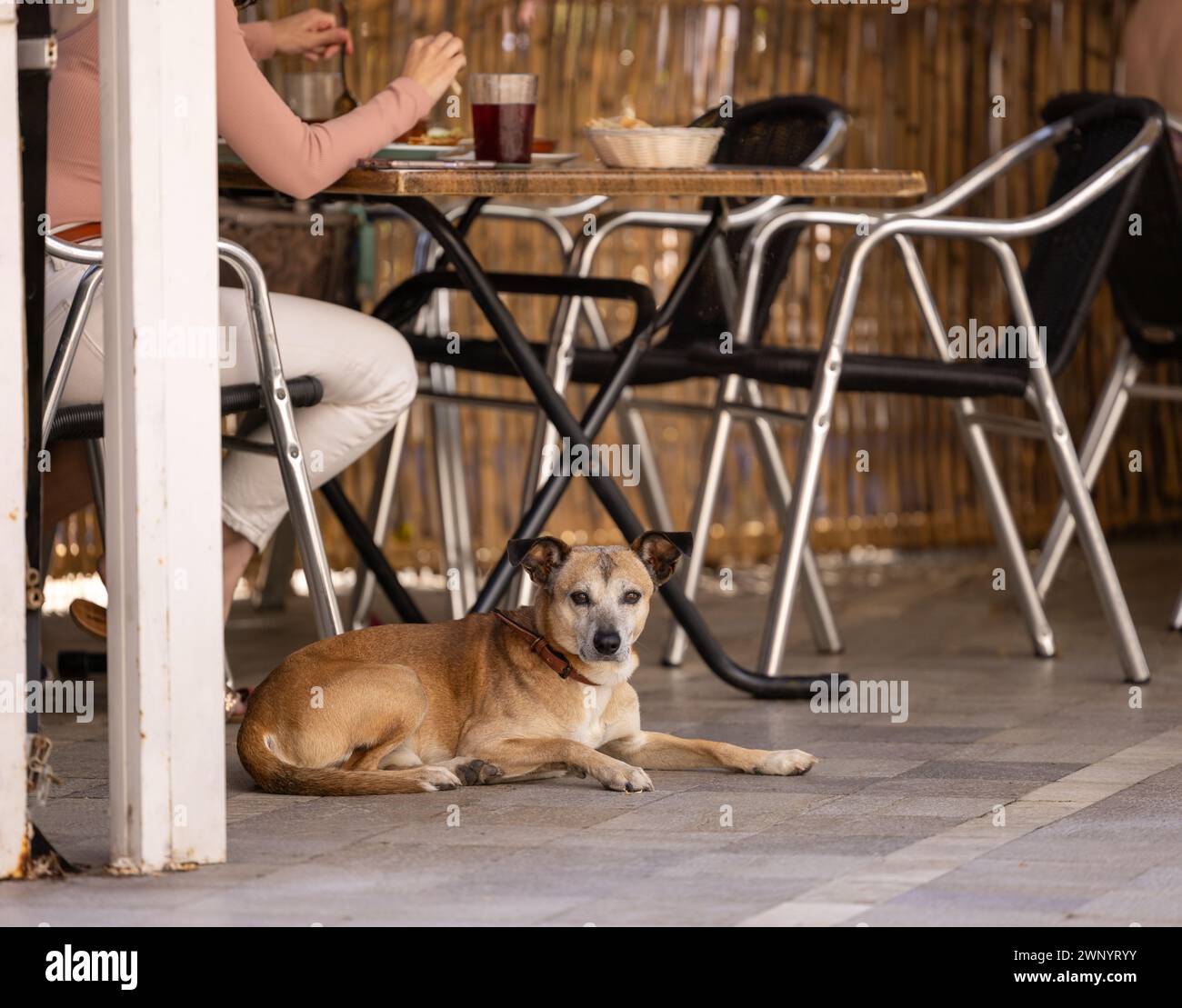 Dog restaurant table hi-res stock photography and images - Alamy