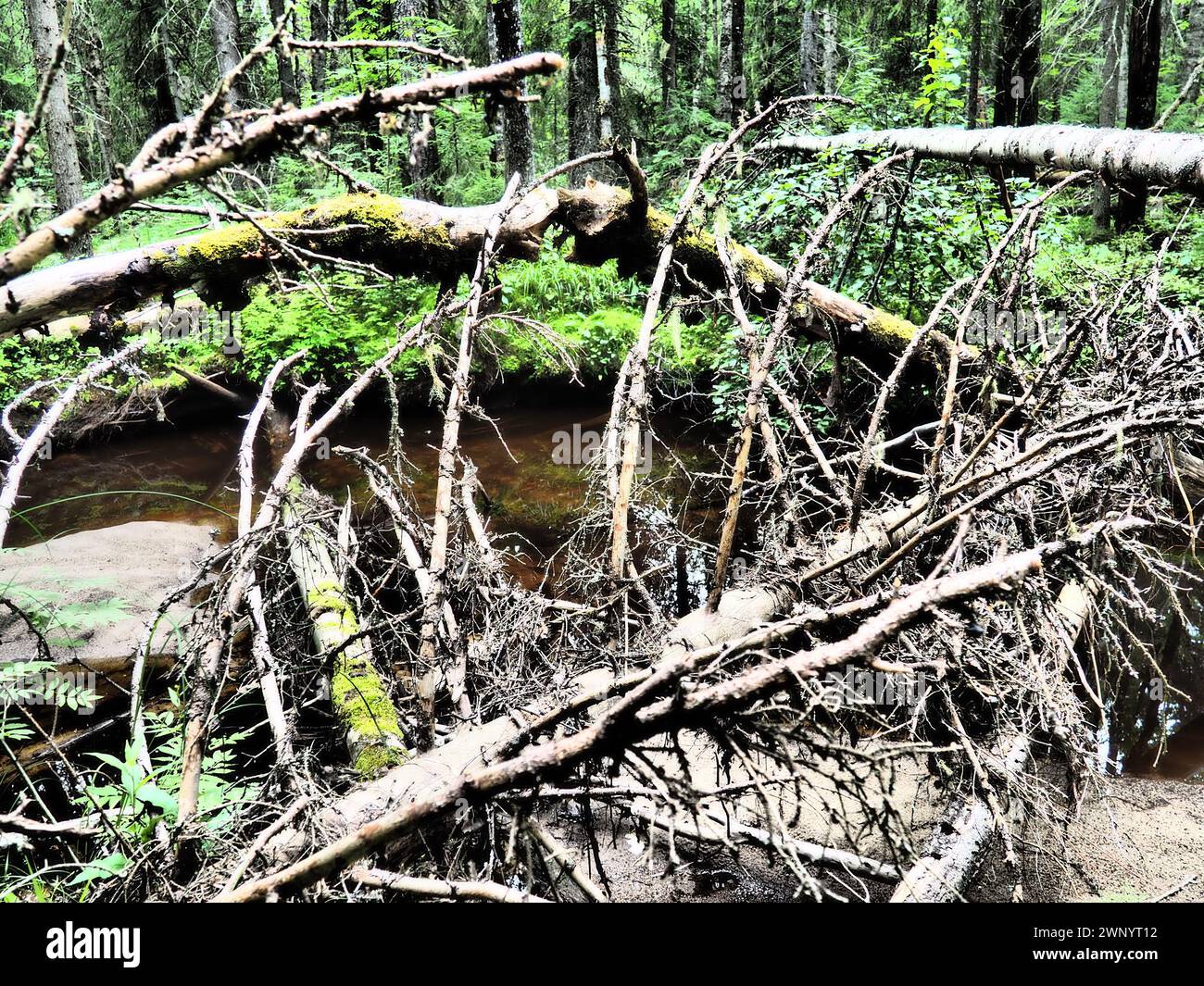 Taiga biome dominated by coniferous forests. Picea spruce, genus of ...