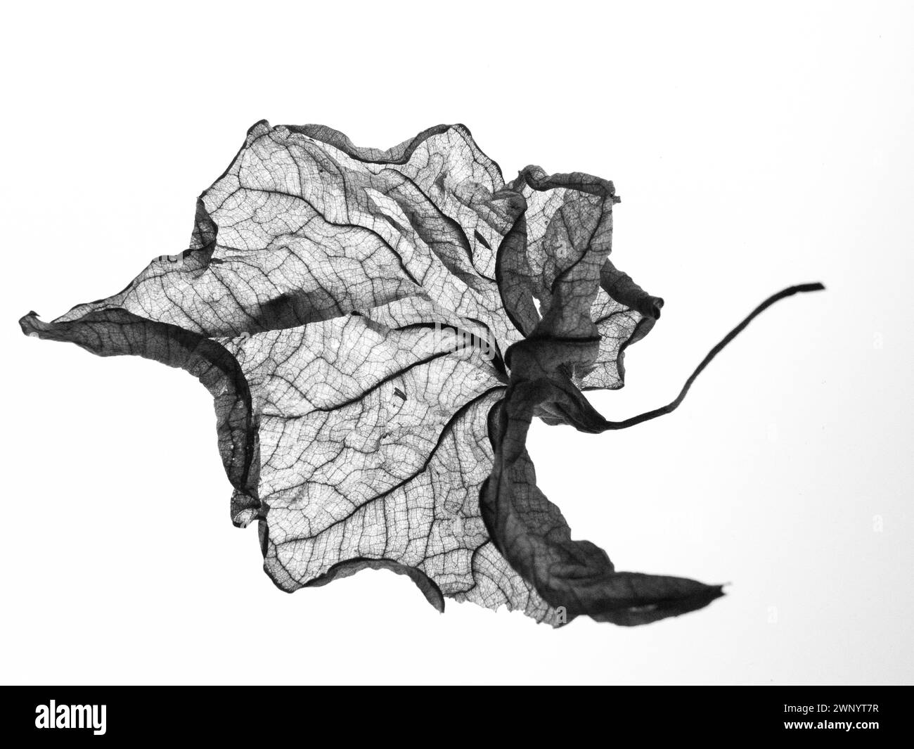 Light on leaf Black and White Stock Photos & Images - Alamy