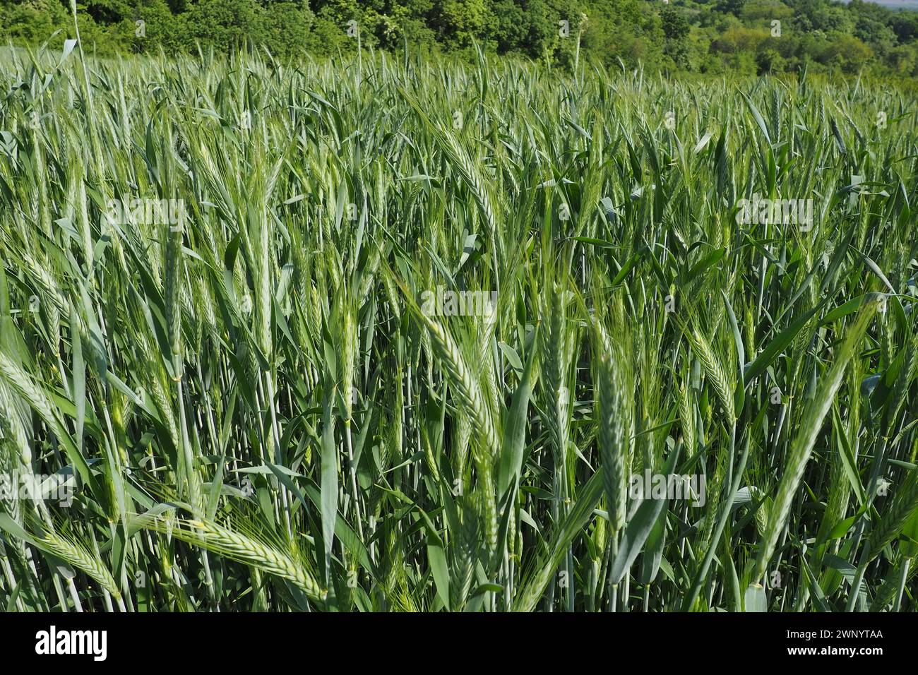 Wheat grows in the field. Triticum wheat is a genus of herbaceous ...