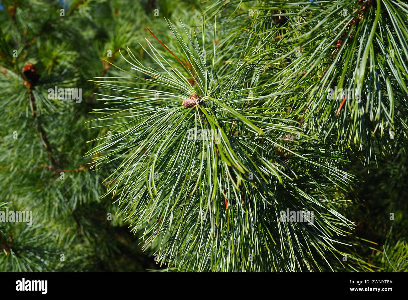 Pine branches at the golden hour in the evening. Pinus pine, a genus of ...