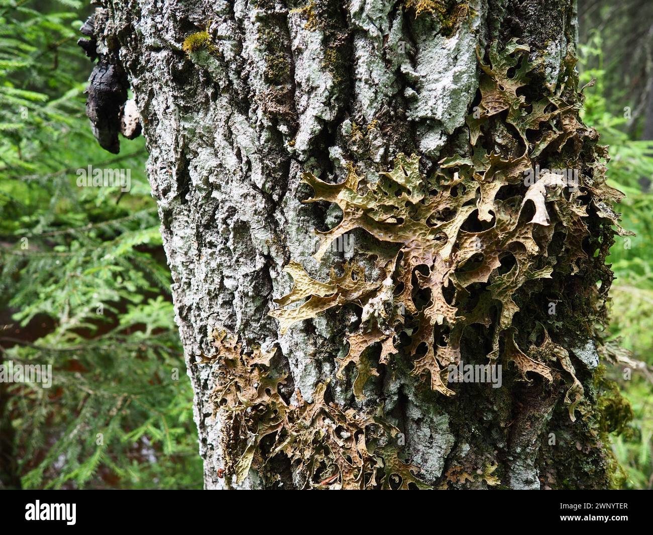 Lobariaceae family hi-res stock photography and images - Alamy