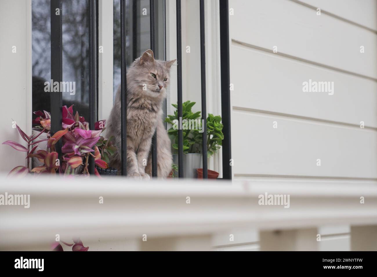 cat sits and looks out the window. pet is waiting for the owner Stock ...