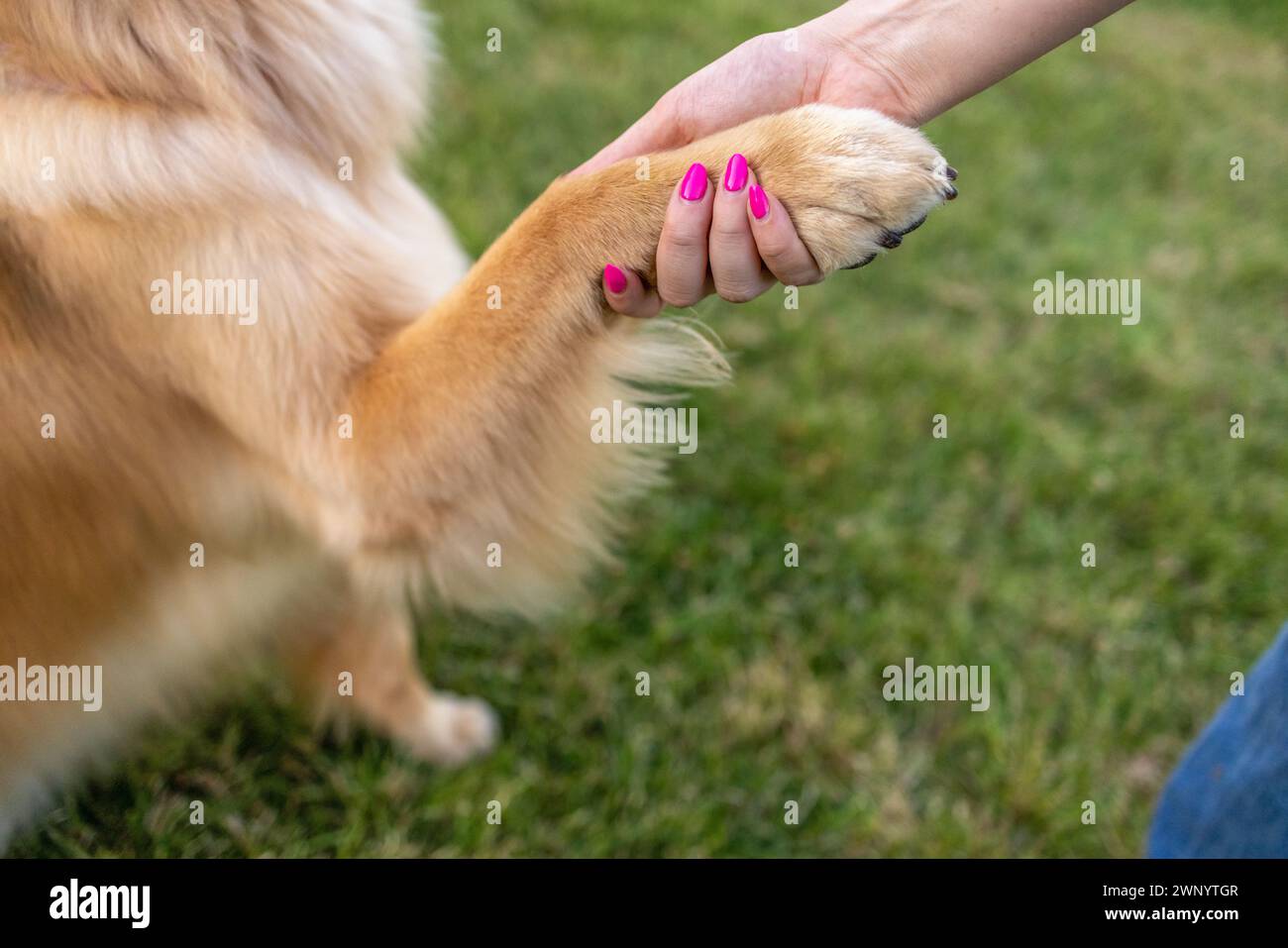 A woman sakes her golden retriever's paw with hot pink nail polish ...
