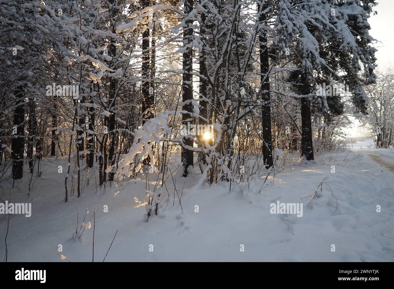 Spruce Picea is a coniferous evergreen tree of the Pine family Pinaceae ...