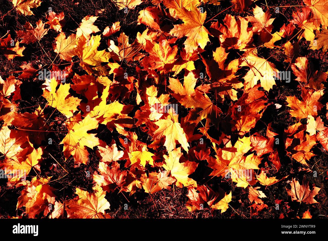 Maple leaves background. An Indian summer is a period of unseasonably ...