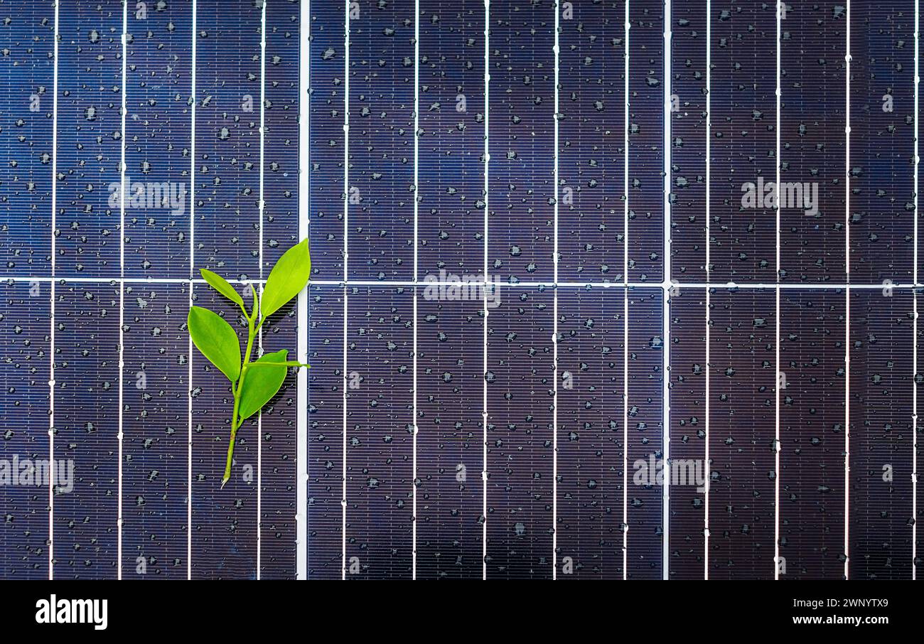 Green ficus on a solar panel with raindrops Stock Photo - Alamy