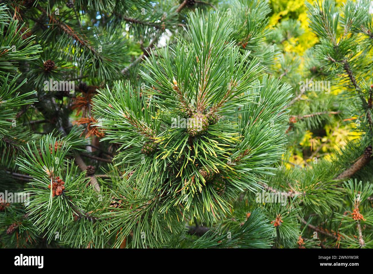 Pine branches at the golden hour in the evening. Pinus pine, a genus of ...