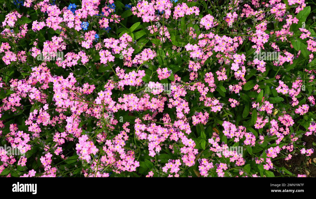 Forget-me-nots. Myosotis flowering pink plants in the family ...