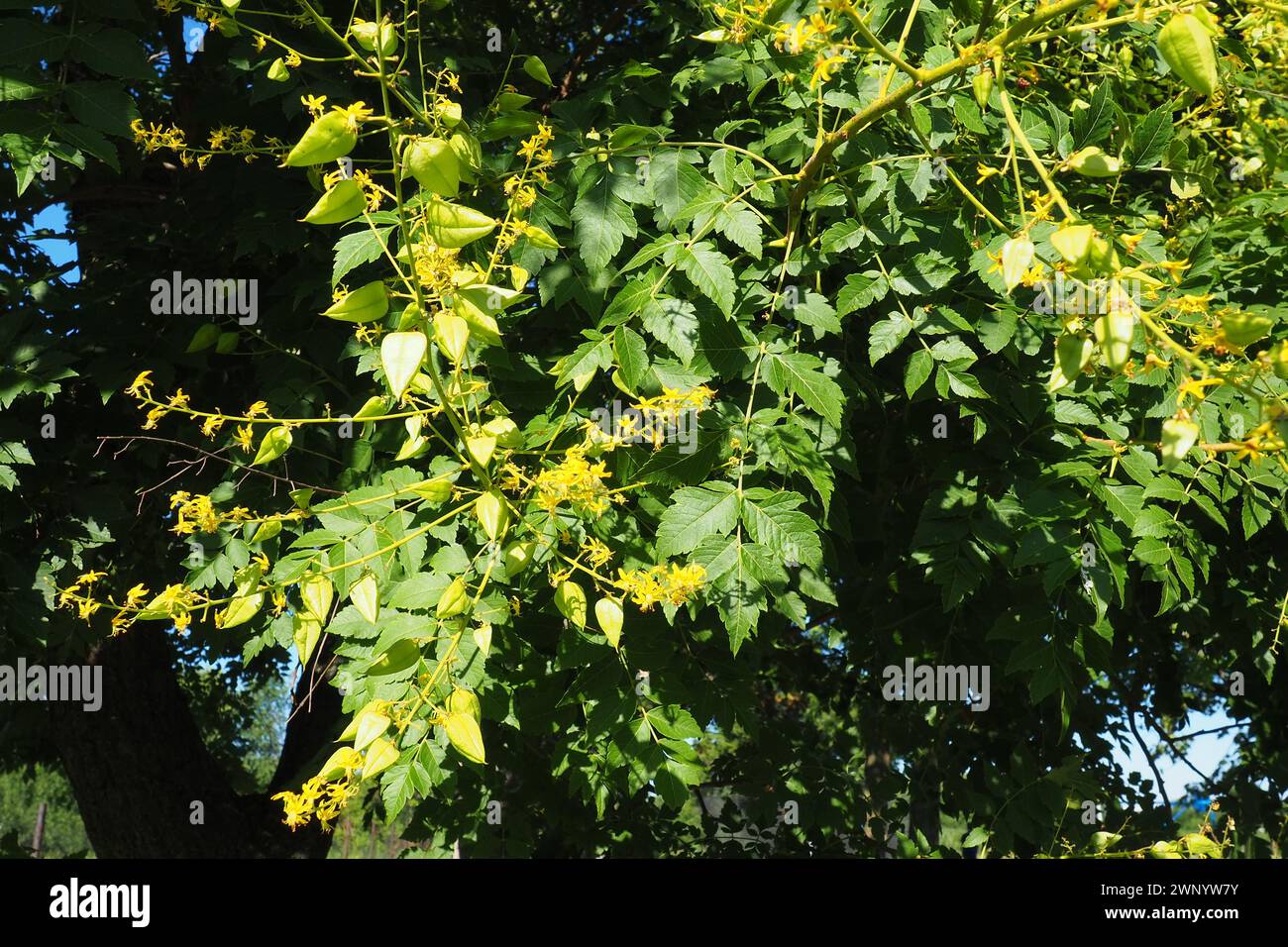 Sapindus chinensis hi-res stock photography and images - Alamy