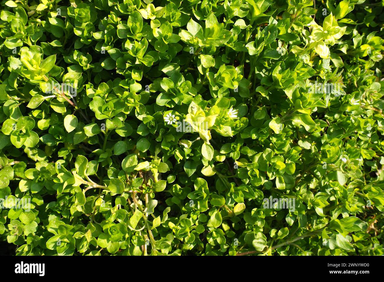 Stellaria media is a species of plant in the genus Stellaria of the ...