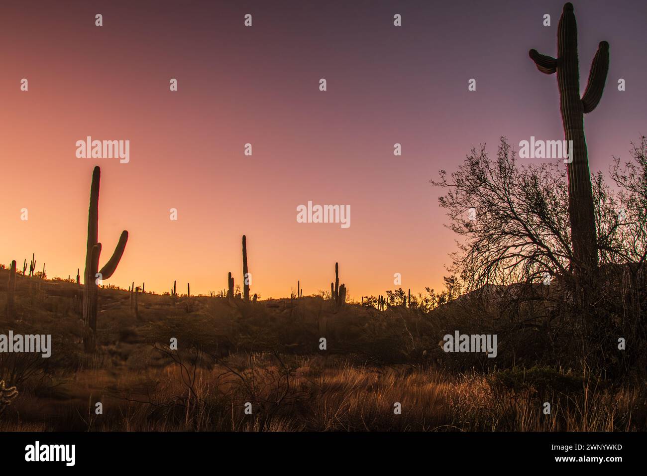 Golden Hour In Arizona Stock Photo - Alamy