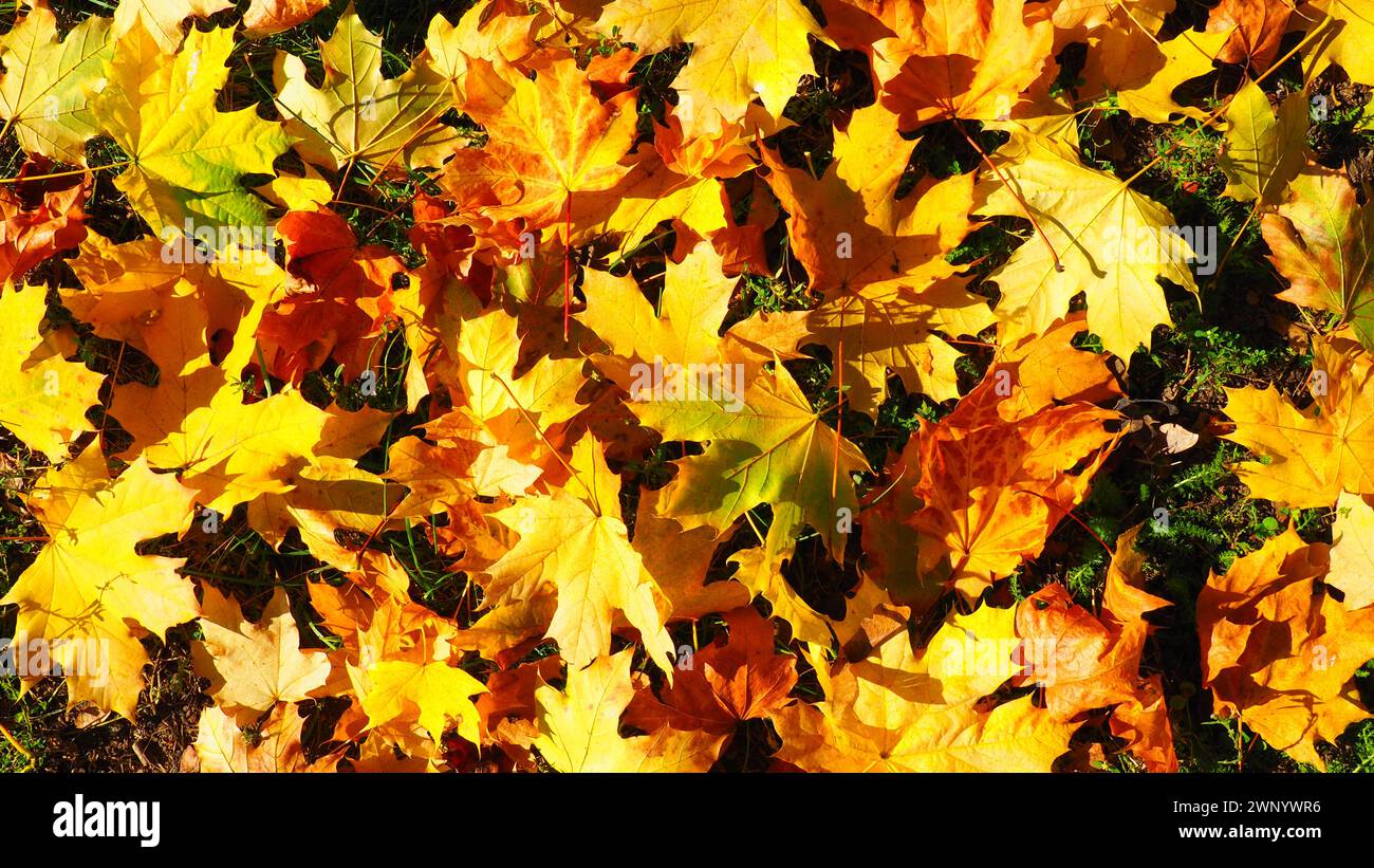 Maple leaves background. An Indian summer is a period of unseasonably ...