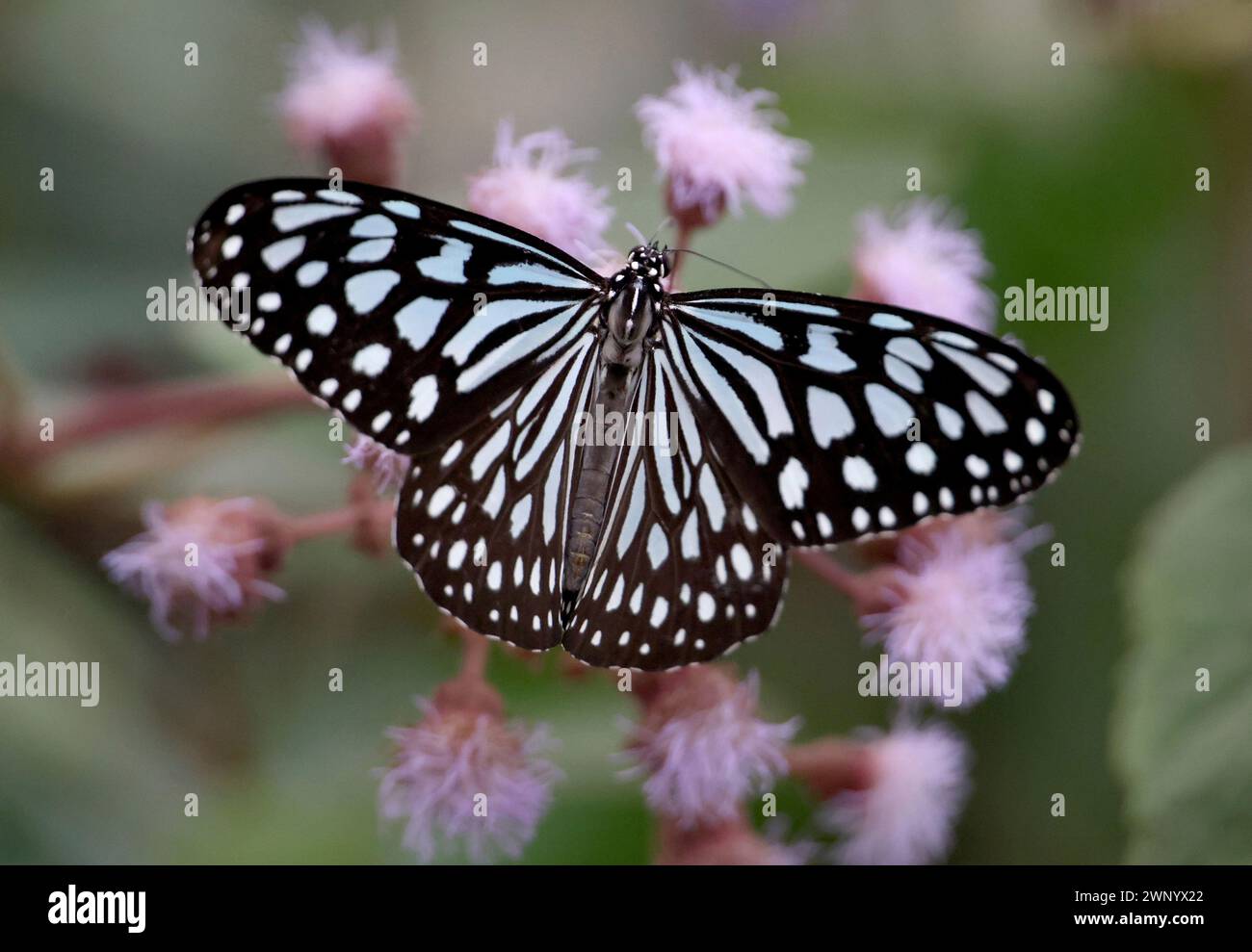 A butterfly Ideopsis similis (Ceylon blue glassy tiger) perches on a ...