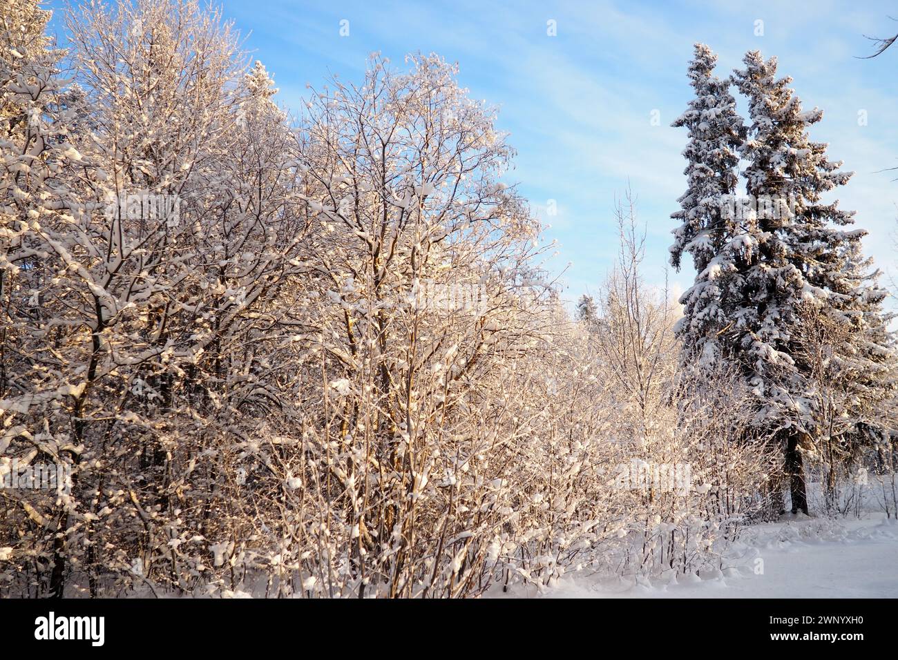 Mixed taiga forest in winter in clear frosty weather after heavy ...