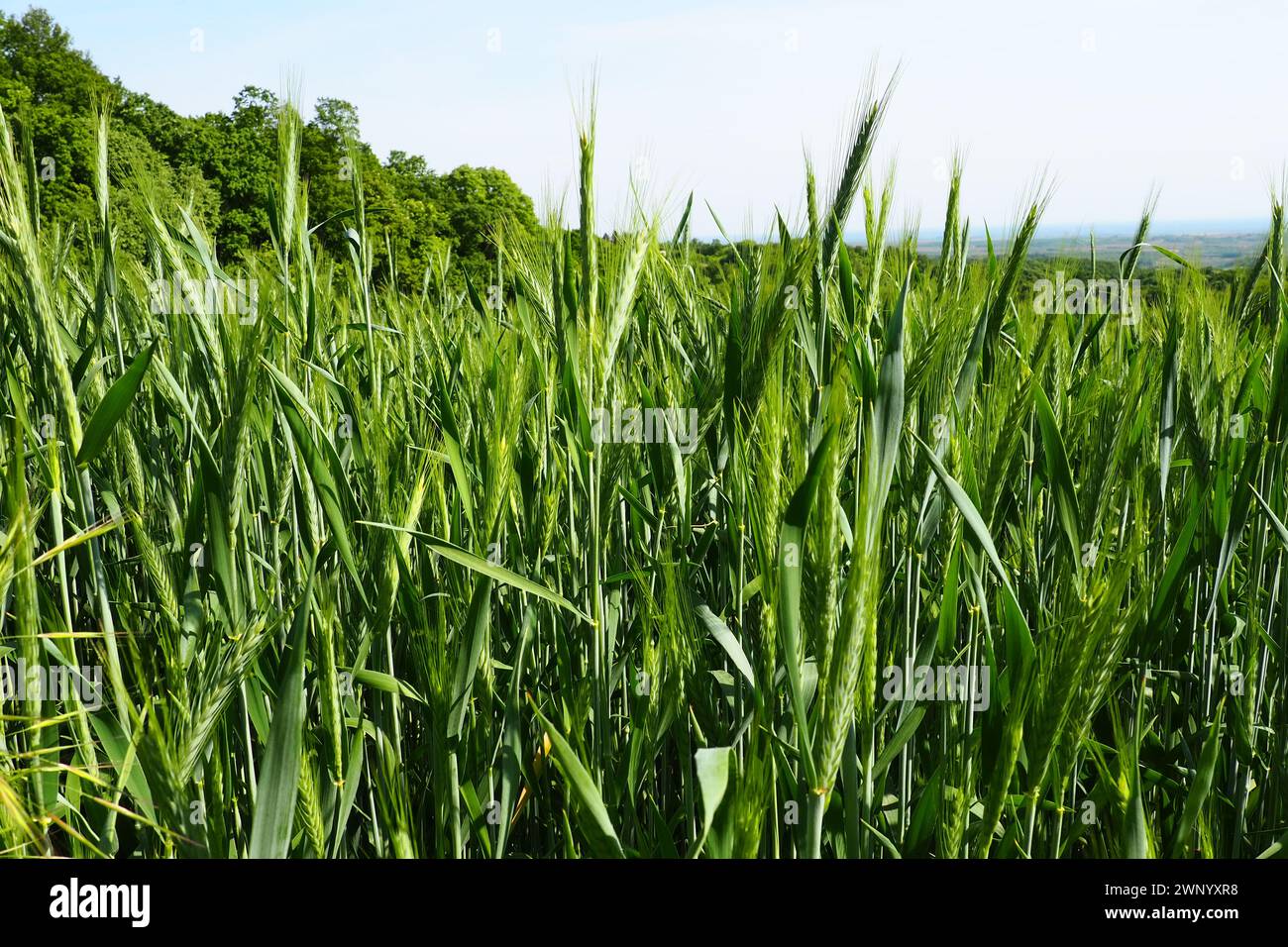 Wheat grows in the field. Triticum wheat is a genus of herbaceous ...