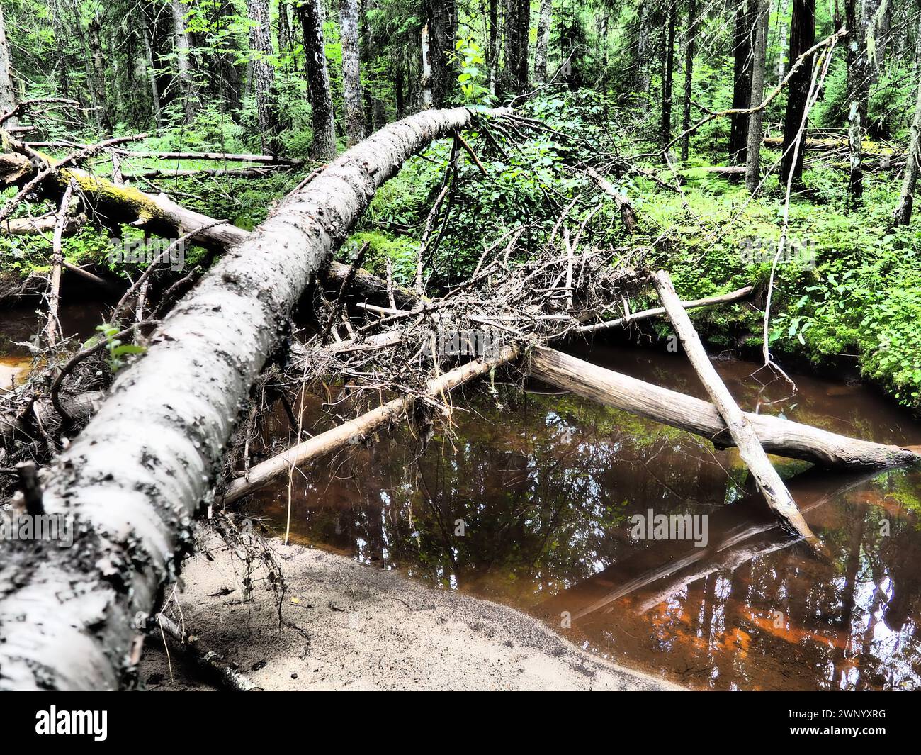 Taiga biome dominated by coniferous forests. Picea spruce, coniferous ...