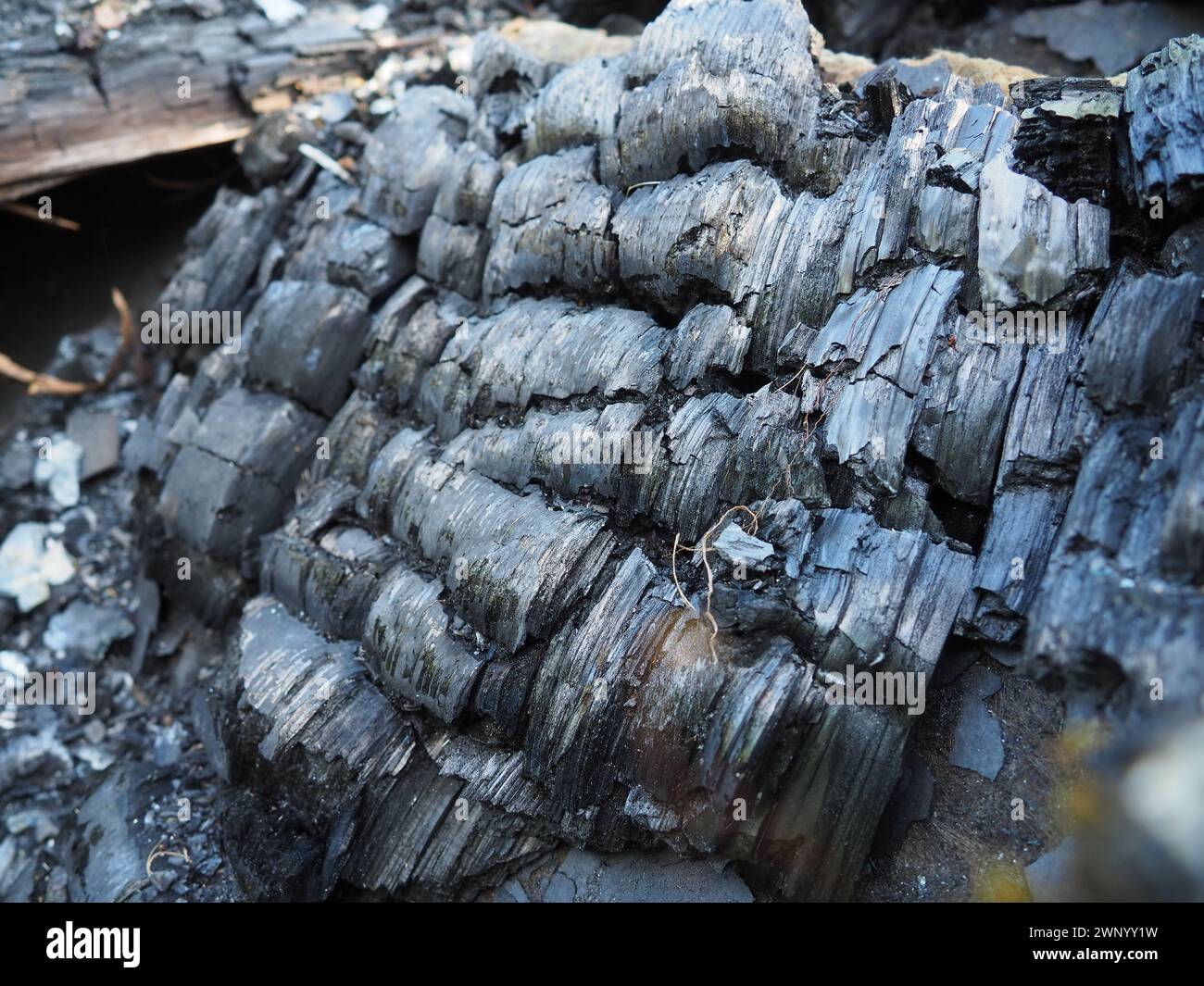 charred wooden texture. Burnt wood close-up background. Black ash and ...