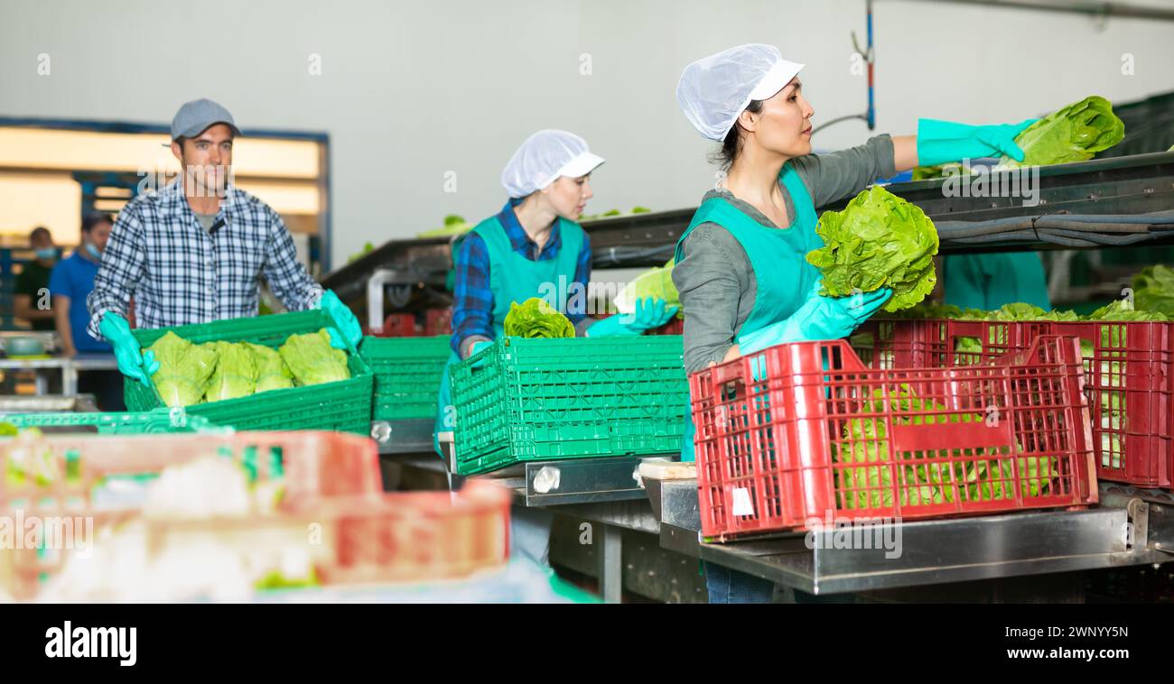Female workers vegetable sorting hi-res stock photography and images ...