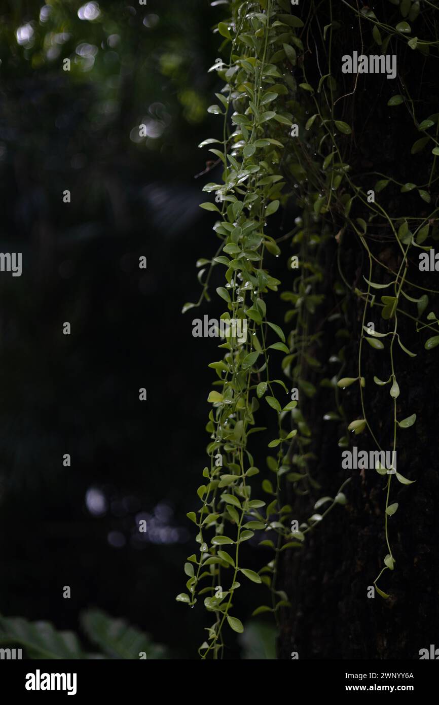 Close-up green leaf of Dischidia nummularia Variegata (Asclepiadaceae ...